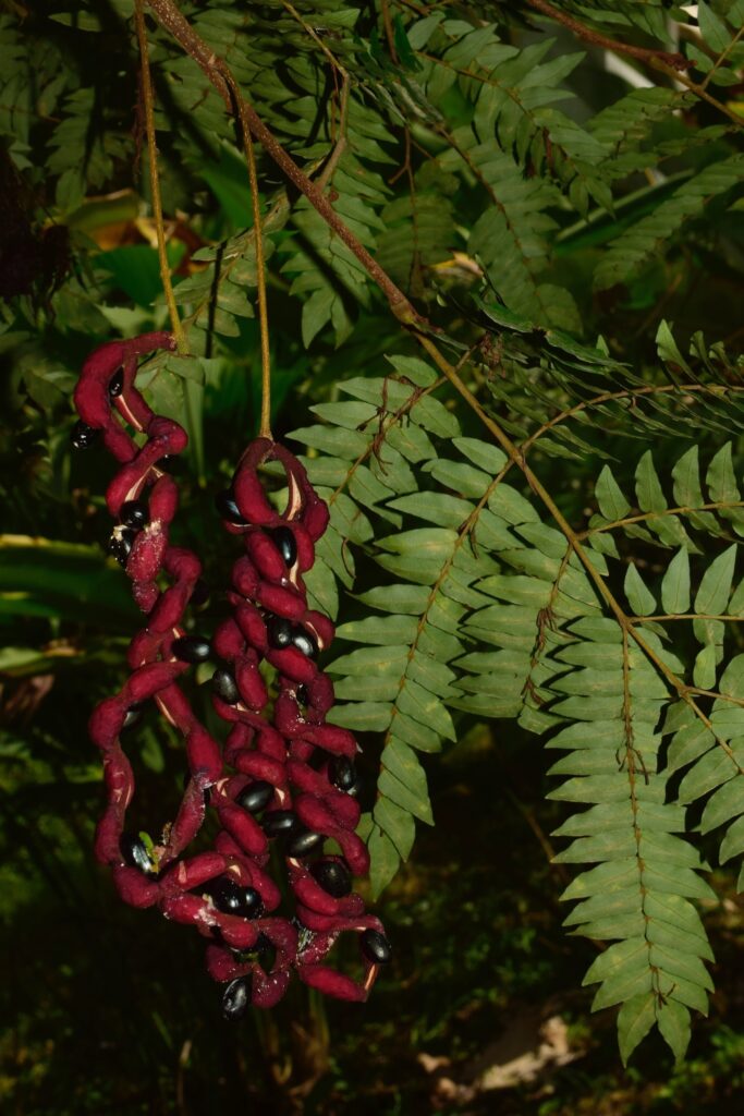 Cojoba sp. - Arboretum