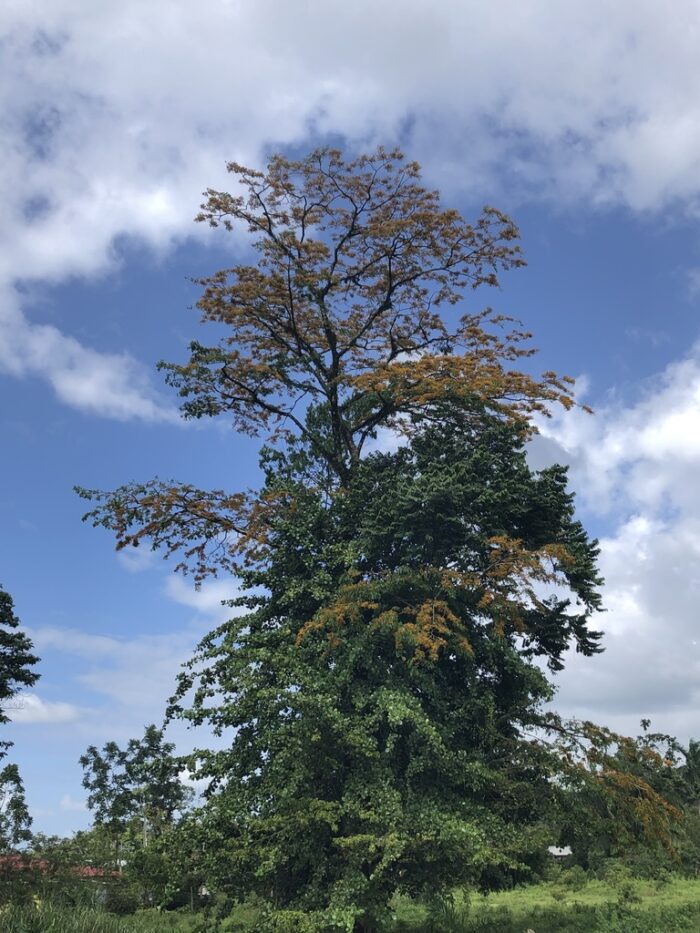 Pterocarpus hayesii - Arboretum