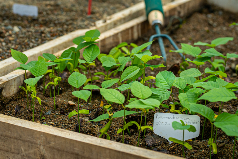 Reforestation projects should include tree diversity targets, too ...