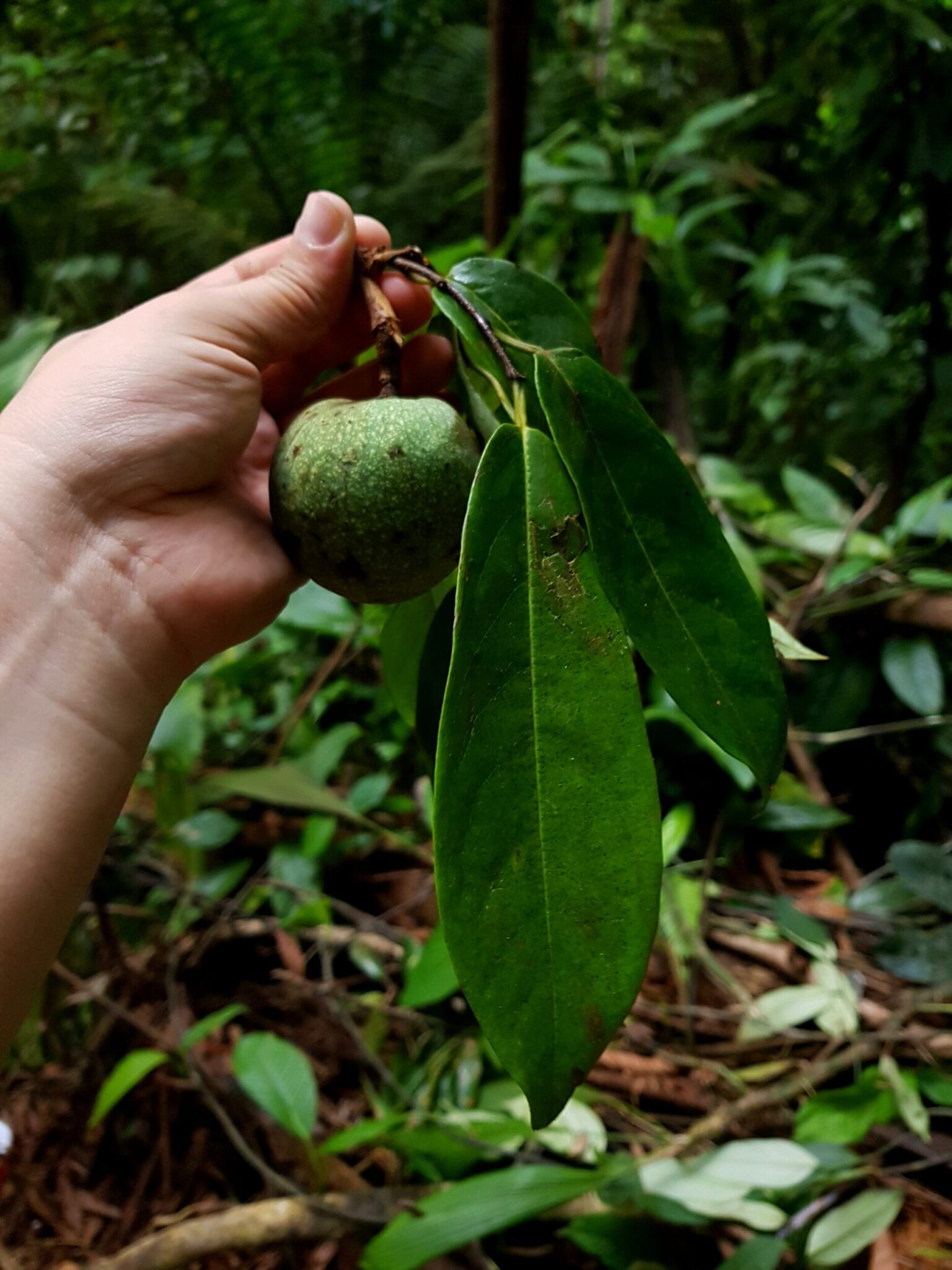 Annona amazonica - Arboretum