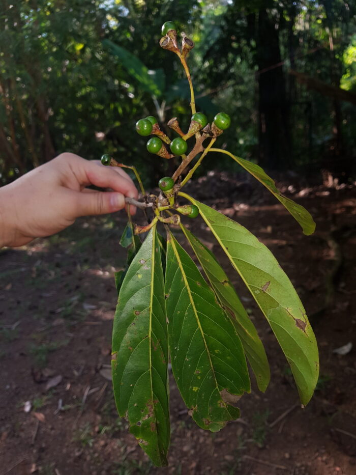 Ocotea puberula - Arboretum