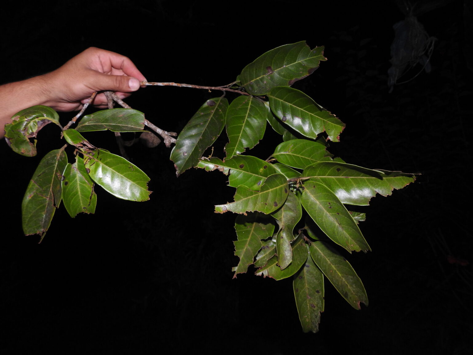 Pouteria amygdalicarpa - Arboretum
