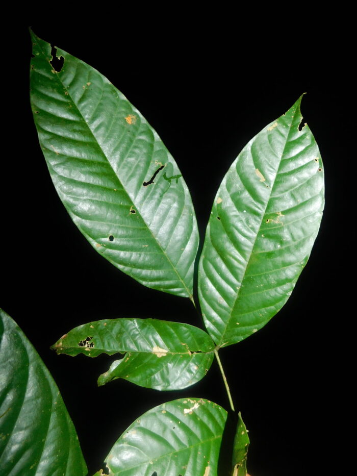 Swartzia zeledonensis - Arboretum