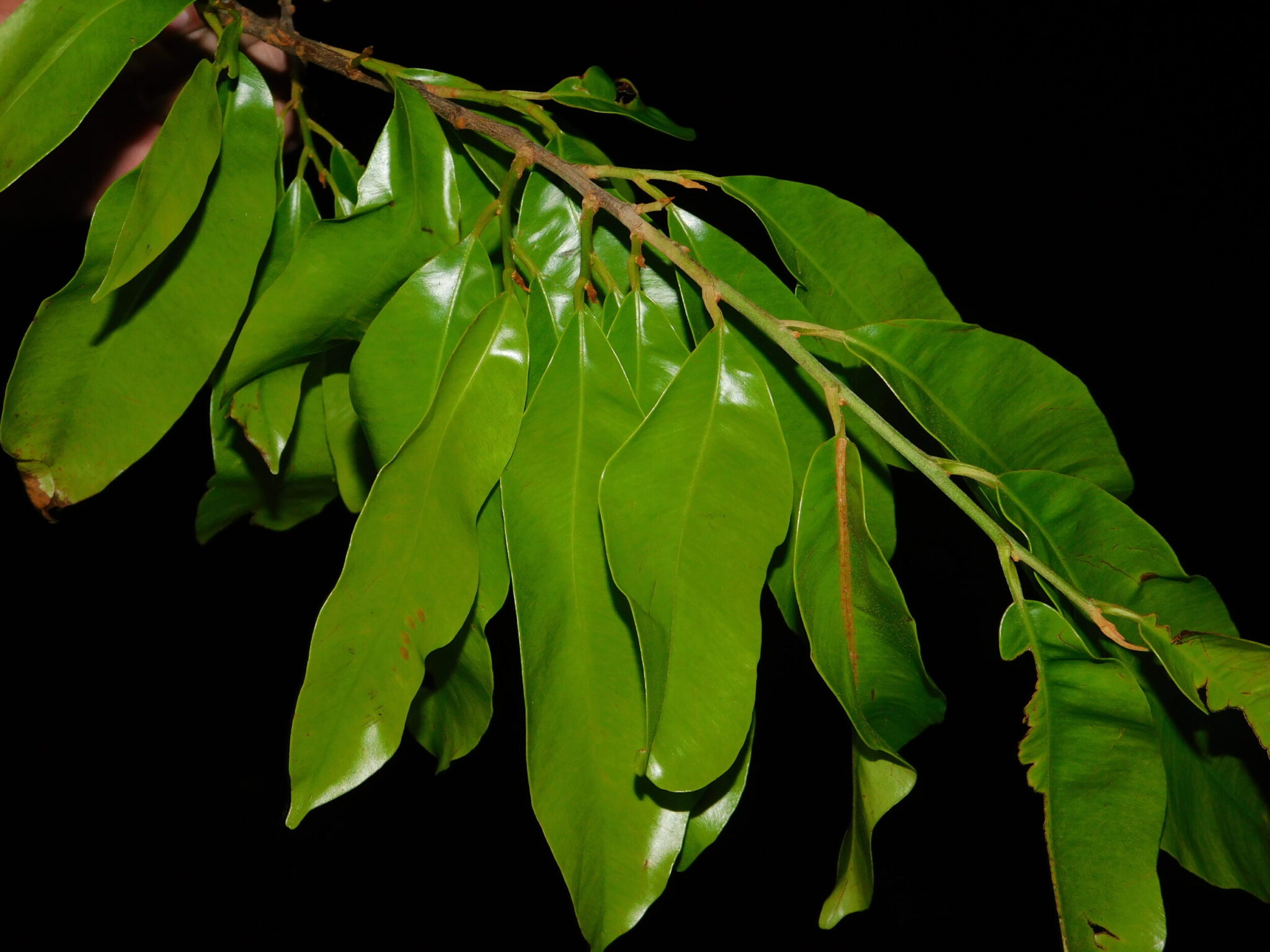 Micropholis melinoniana - Arboretum