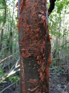 Bursera simaruba - Arboretum