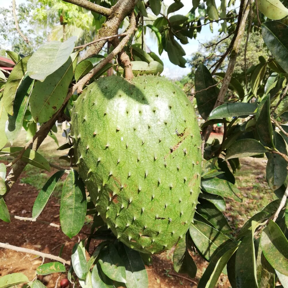 Plant Finder - Arboretum