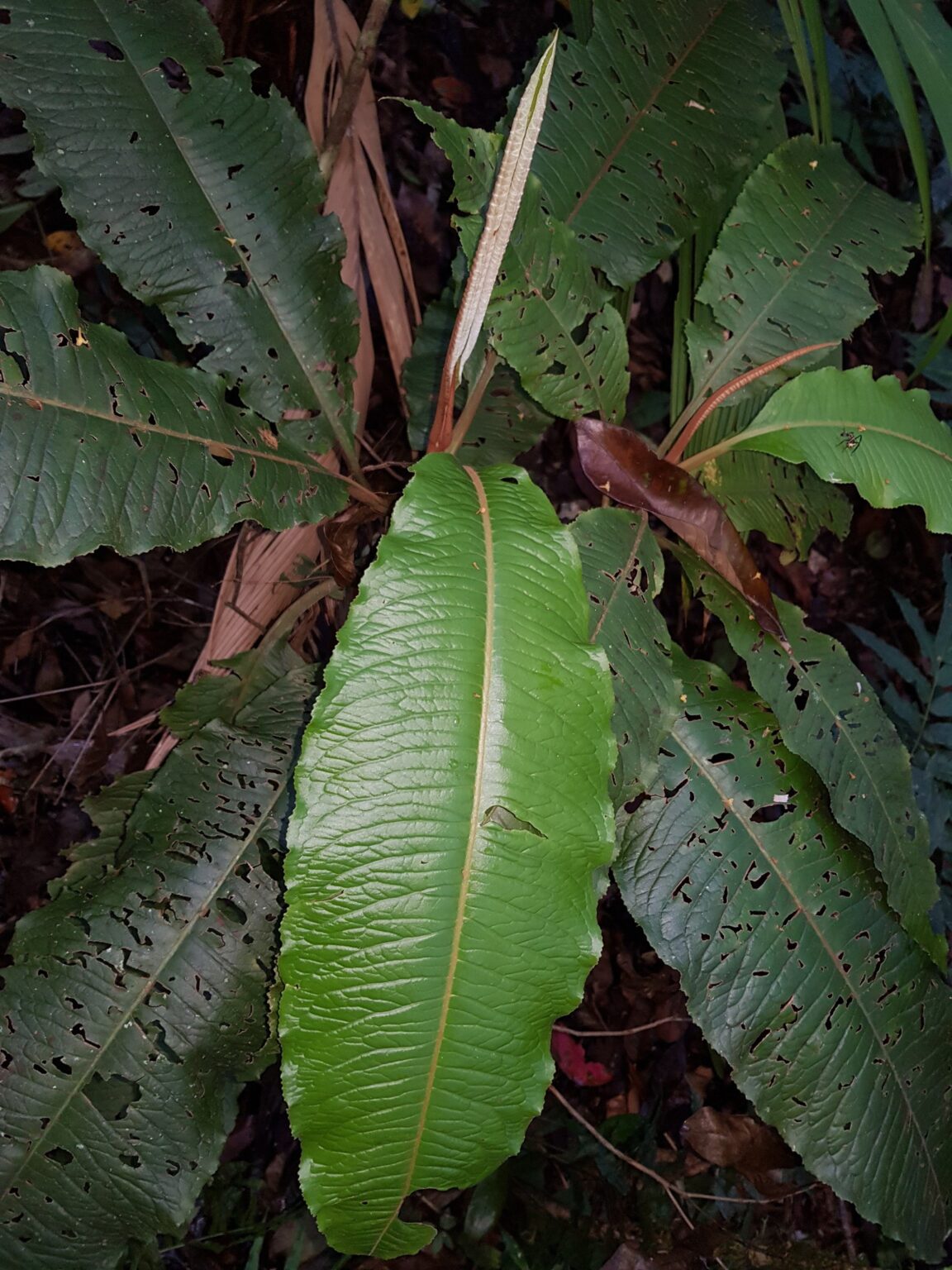 Parathesis acostensis - Arboretum