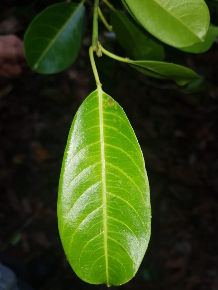 Sapium laurifolium - Arboretum