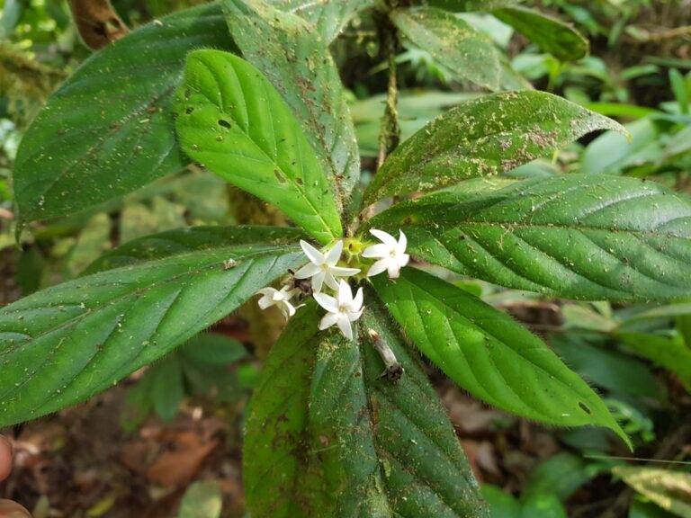 Plants Archive - Arboretum