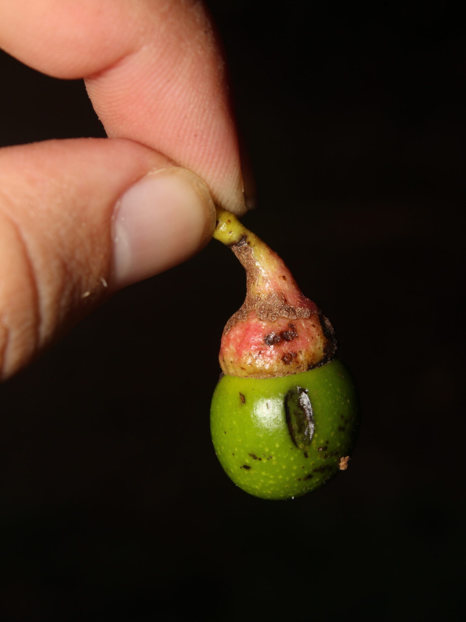 Nectandra cissiflora - Arboretum